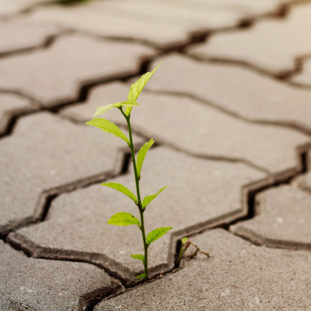 Romper el ciclo: cómo liberarte de tu herencia emocional sin romper con ...